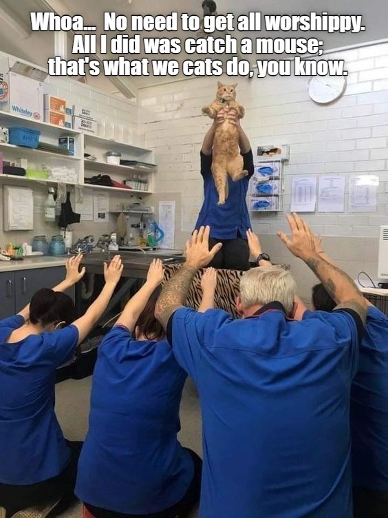 Admittedly, it was a BIG mouse - Lolcats - lol | cat memes | funny cats ...