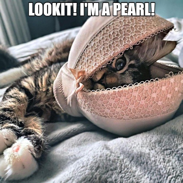 Apparel Pearl - Lolcats - lol | cat memes | funny cats | funny cat ...