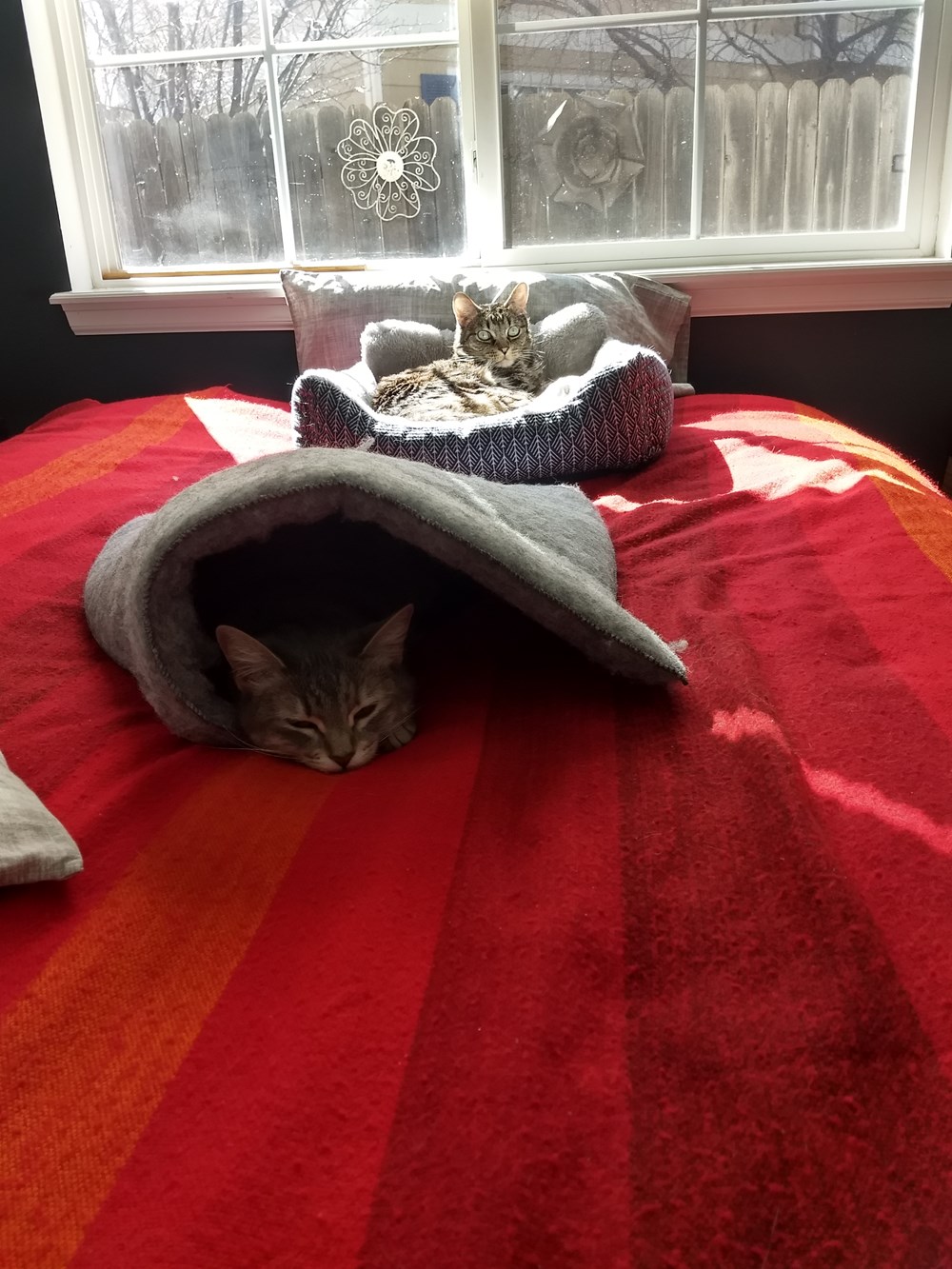 Cat in training? - Cats N' Kittens - Cat Pictures - Cute Kittens