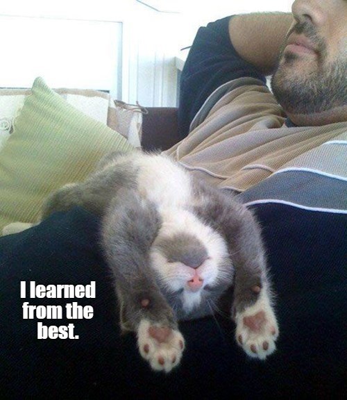 Lesson learned - Lolcats - lol | cat memes | funny cats | funny cat ...