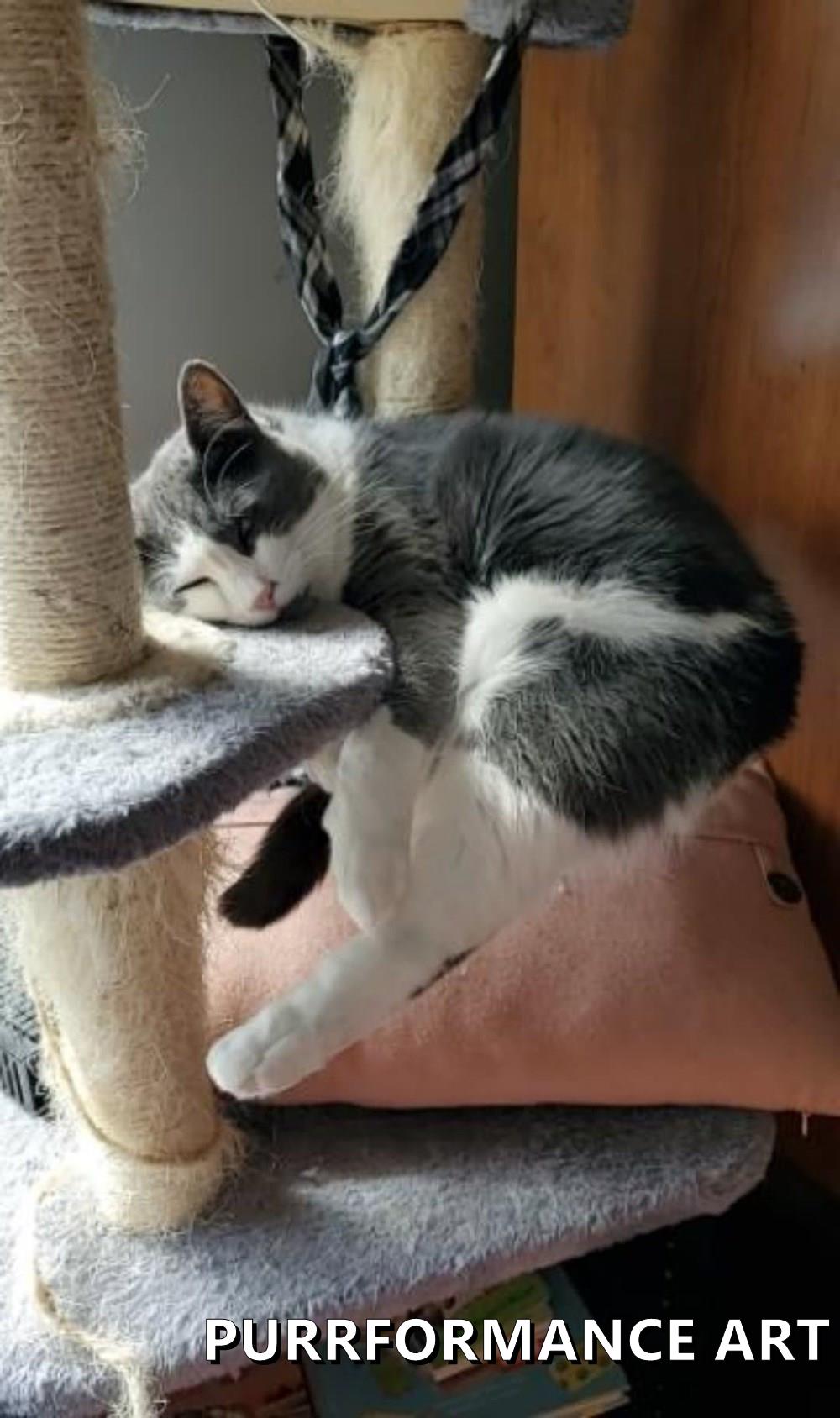 PURRFORMANCE ART - Lolcats - lol | cat memes | funny cats | funny cat ...