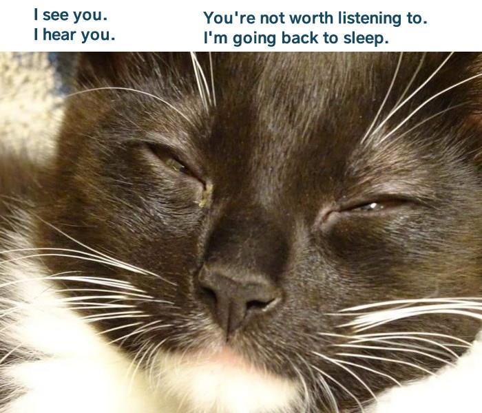 Classic - Lolcats - lol | cat memes | funny cats | funny cat pictures ...