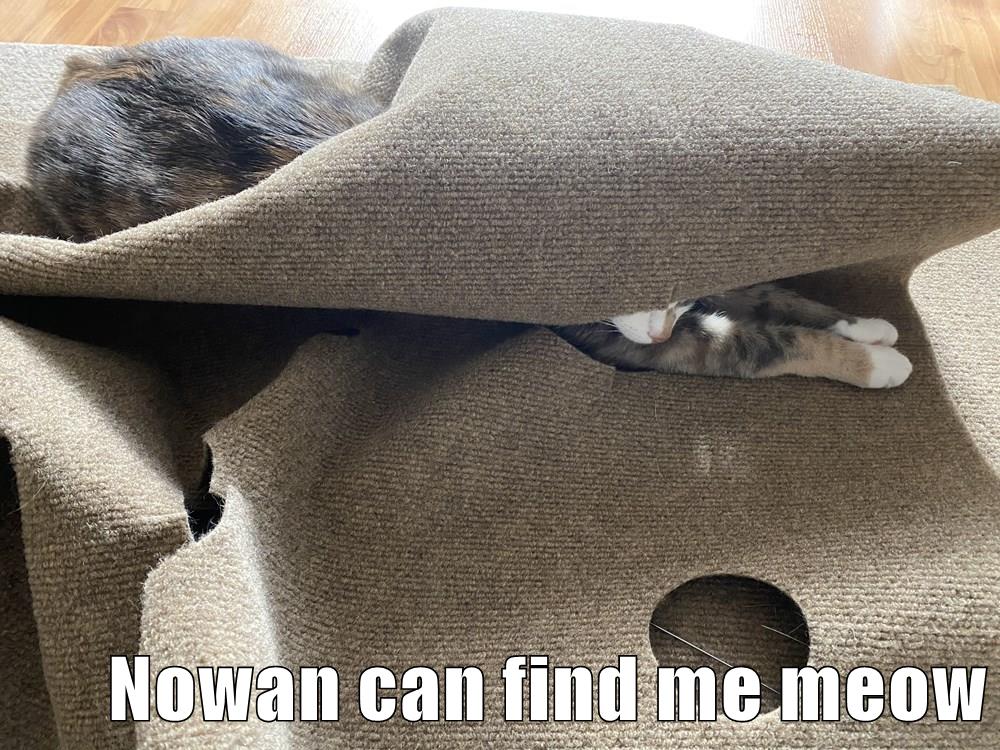Nowan can find me meow - Lolcats - lol | cat memes | funny cats | funny ...