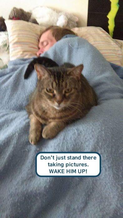 Need my can opener man - Lolcats - lol | cat memes | funny cats | funny ...