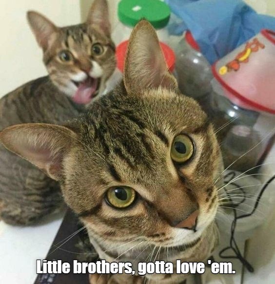 Little brothers - Lolcats - lol | cat memes | funny cats | funny cat ...