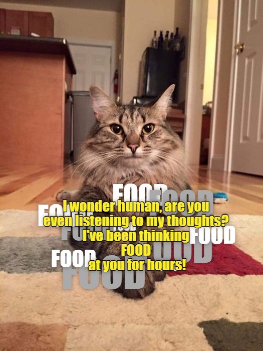 FOOD - Lolcats - lol | cat memes | funny cats | funny cat pictures with ...