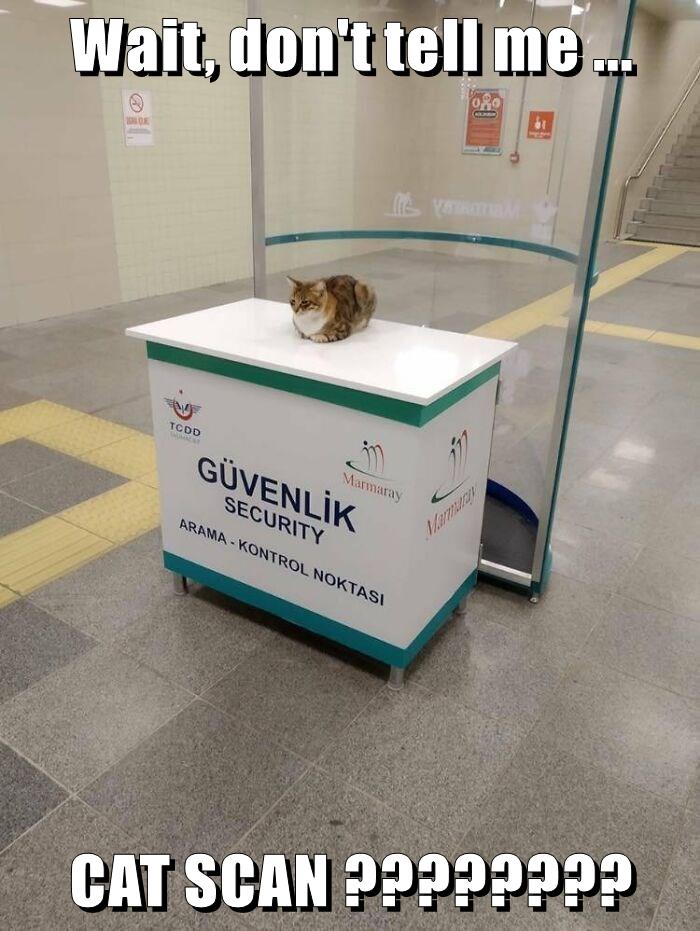 Wait, don't tell me ... CAT SCAN ???????? - Lolcats - lol | cat memes ...