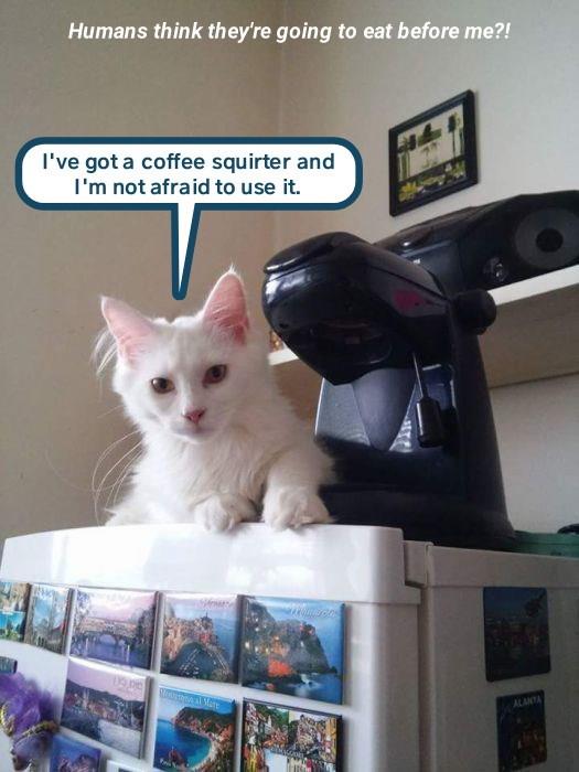 Kitty first! - Lolcats - lol | cat memes | funny cats | funny cat ...