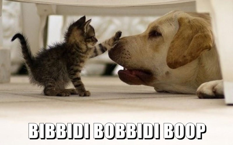 boop - I Can Has Cheezburger?