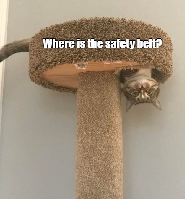 Where is the safety belt? - Lolcats - lol | cat memes | funny cats ...