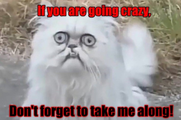 Don't leave me behind!!! - Lolcats - lol | cat memes | funny cats ...