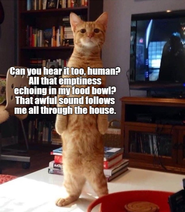 Can you hear it? - Lolcats - lol | cat memes | funny cats | funny cat ...