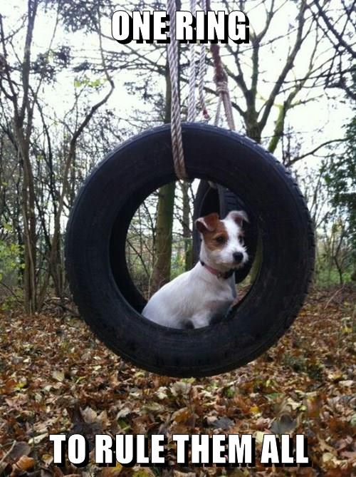 ONE RING TO RULE THEM ALL - I Has A Hotdog - Dog Pictures - Funny ...