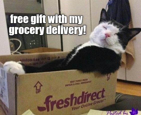 free gift with my grocery delivery! - Lolcats - lol | cat memes | funny ...