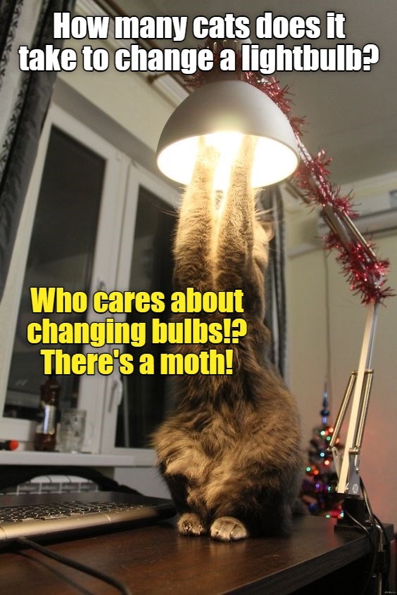 How many cats does it take to change a lightbulb? - Lolcats - lol | cat ...