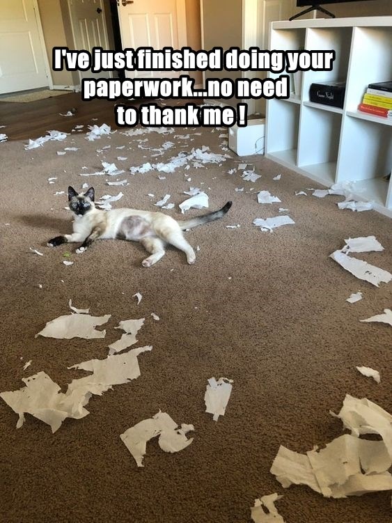 Very helpful ! - Lolcats - lol | cat memes | funny cats | funny cat ...