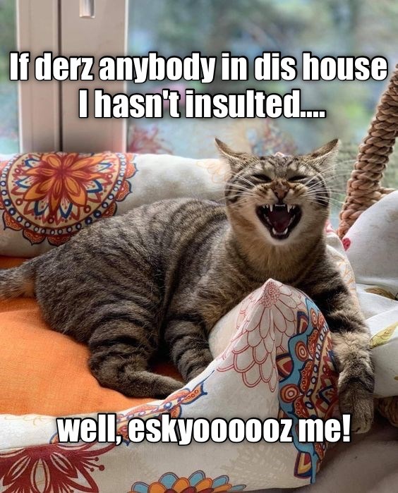 Snarky cat - I Can Has Cheezburger?