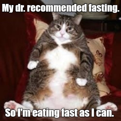 Fast food, too. - Lolcats - lol | cat memes | funny cats | funny cat ...