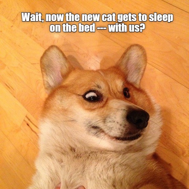 Wait... - I Has A Hotdog - Dog Pictures - Funny pictures of dogs - Dog ...