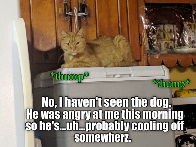 Nope! No dog here! - Lolcats - lol | cat memes | funny cats | funny cat ...