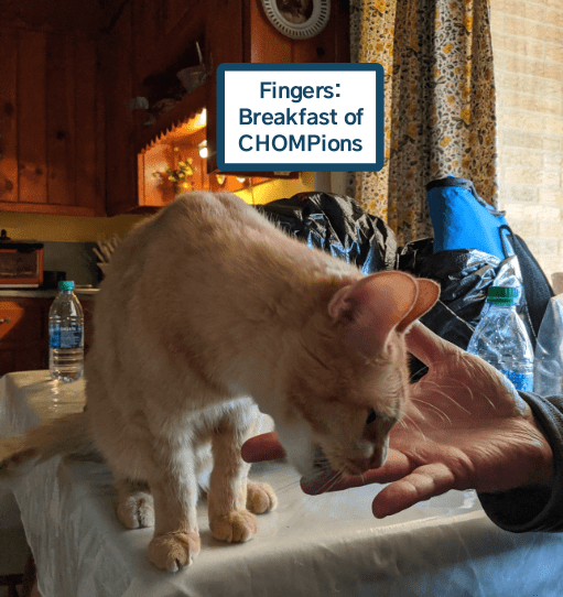 Mmm...delicious - Lolcats - lol | cat memes | funny cats | funny cat ...