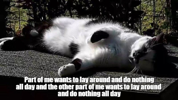 It's A Win-Win Situation - Lolcats - lol | cat memes | funny cats ...