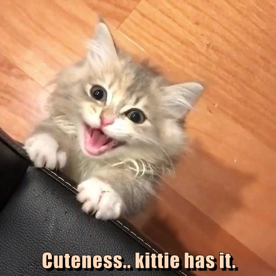 Cuteness.. kittie has it. - Lolcats - lol | cat memes | funny cats ...