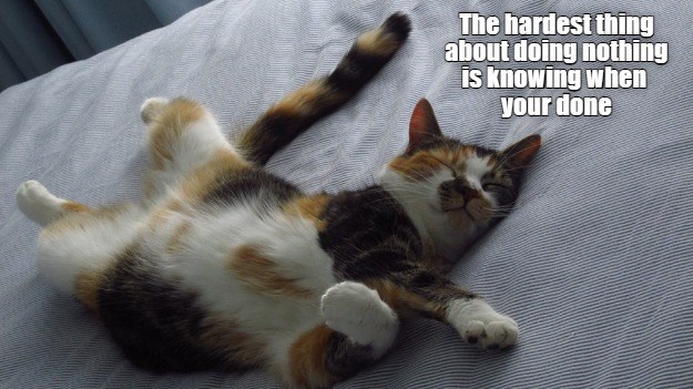 Doing Nothing Is Hard Work - Lolcats - lol | cat memes | funny cats ...