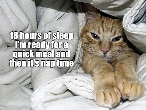 18 hours of sleep i'm ready for a quick meal and then it's nap time ...