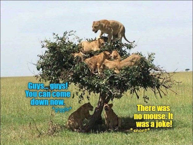 *giggle* - Animal Comedy - Animal Comedy, funny animals, animal gifs