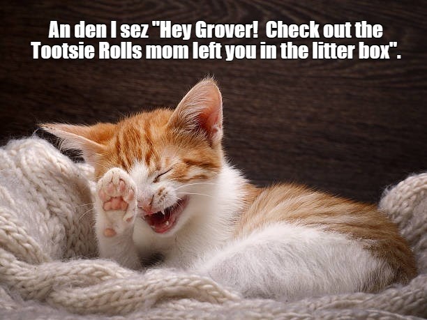 Pranks made by cats - Lolcats - lol | cat memes | funny cats | funny ...