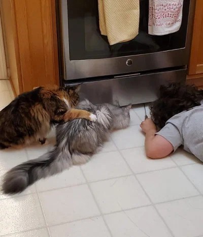 Someone dropped a snack - Lolcats - lol | cat memes | funny cats ...