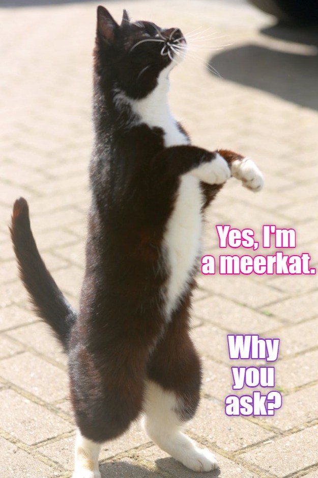 Yes, I'm A Meerkat - Lolcats - lol | cat memes | funny cats | funny cat ...