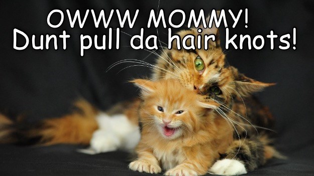 Oh the pain! - Lolcats - lol | cat memes | funny cats | funny cat ...