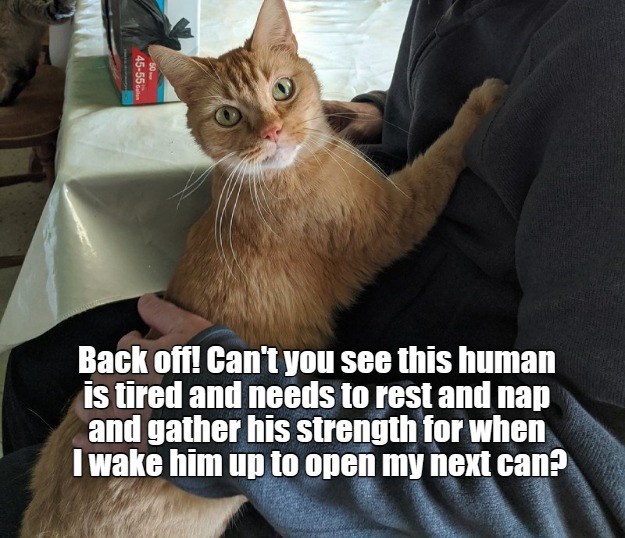 Show a little consideration - Lolcats - lol | cat memes | funny cats ...
