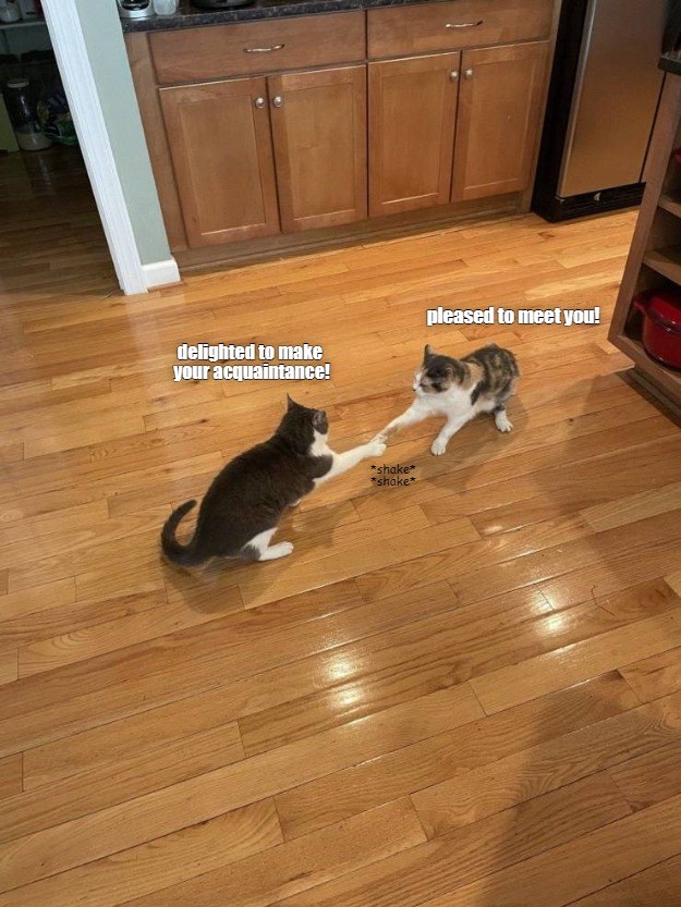 So pleased to meet you - Lolcats - lol | cat memes | funny cats | funny ...