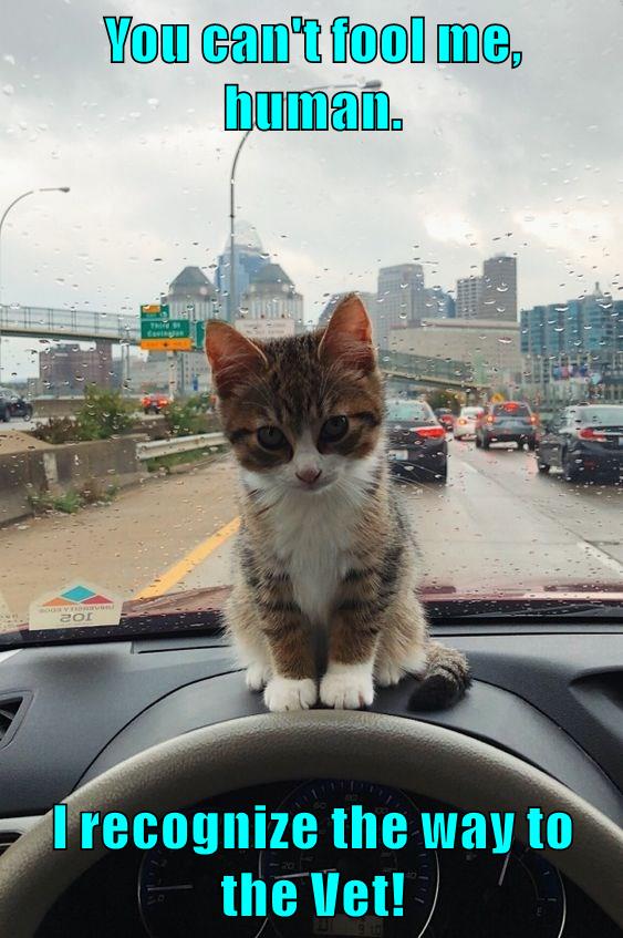 You can't fool me, human. - Lolcats - lol | cat memes | funny cats ...