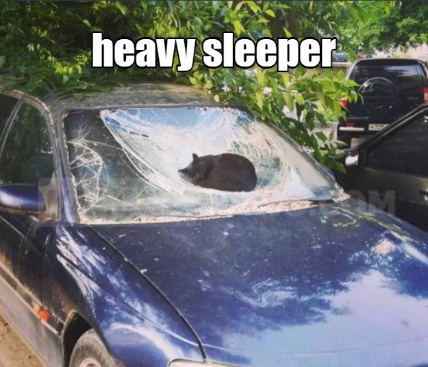 Heavy sleeper - Lolcats - lol | cat memes | funny cats | funny cat ...