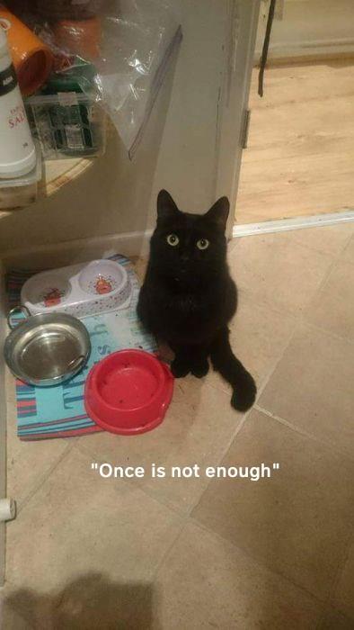 "Once is not enough" - Lolcats - lol | cat memes | funny cats | funny ...