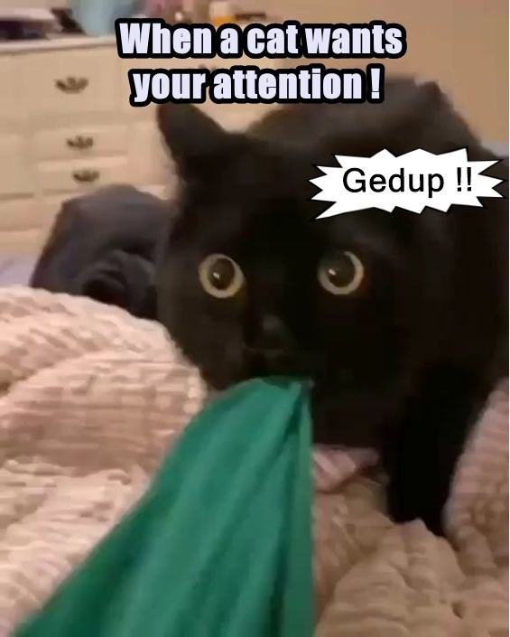 If I have to use force, I will ! - Lolcats - lol | cat memes | funny ...