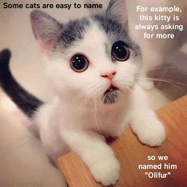 Some cats are easy to name - no Twist required - Lolcats - lol | cat ...