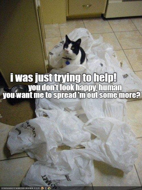 just trying to help - Lolcats - lol | cat memes | funny cats | funny ...