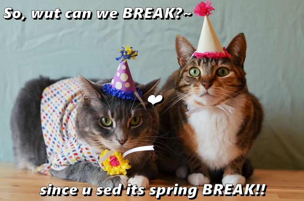 So, wut can we BREAK? - Lolcats - lol | cat memes | funny cats | funny ...