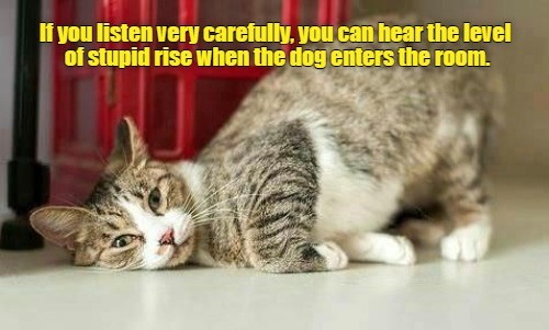 If you listen very carefully - Lolcats - lol | cat memes | funny cats ...