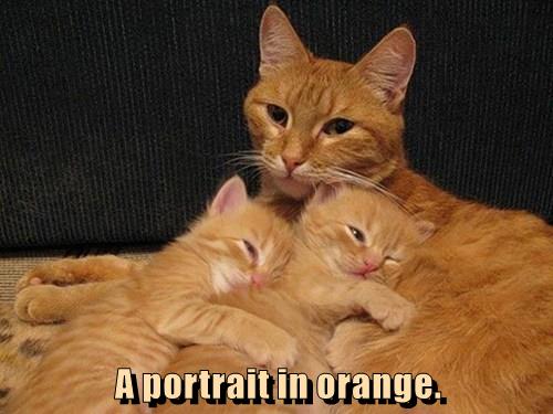 A portrait in orange. - Lolcats - lol | cat memes | funny cats | funny ...