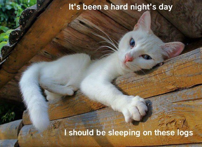 It's been a hard night's day - Lolcats - lol | cat memes | funny cats ...