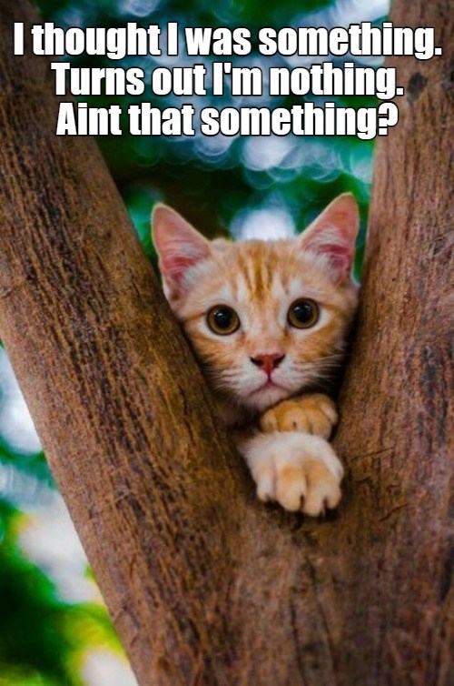 Wisdom or Word Games? - Lolcats - lol | cat memes | funny cats | funny ...