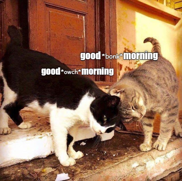 Start your day with a headache! - Lolcats - lol | cat memes | funny ...