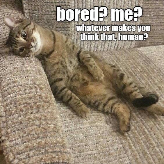 Do I look bored? - Lolcats - lol | cat memes | funny cats | funny cat ...