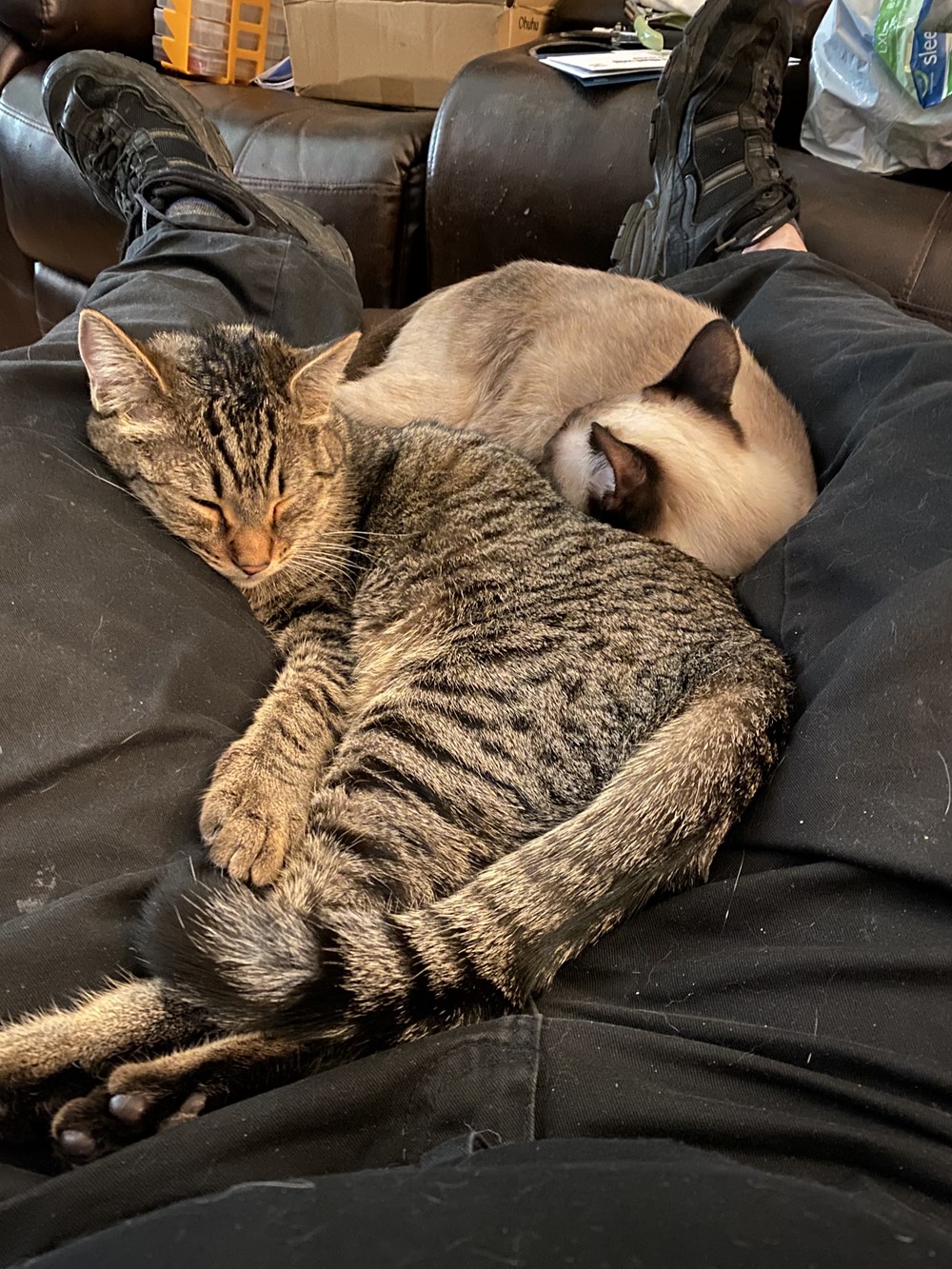 Do Not Disturb - Cats N' Kittens - Cat Pictures - Cute Kittens